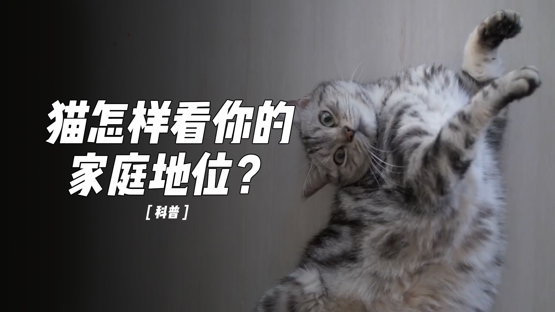 你在猫咪心中排名第几呢?