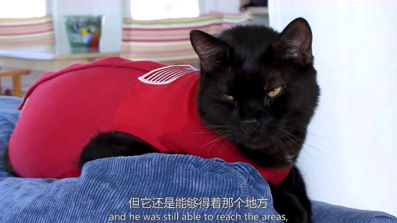 为猫痴狂,设计师给猫设计的衣服都很实用,竟然还有术后服