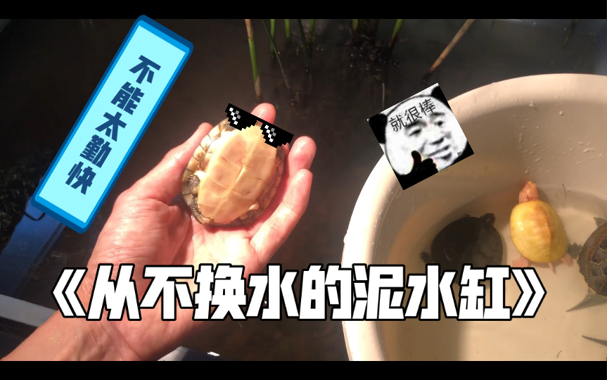 从不换水的泥水缸加了悲剧过滤的故事T T