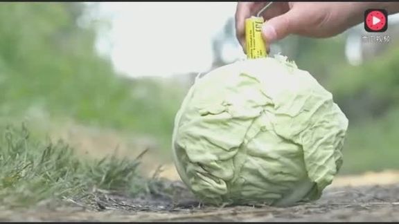 农村小伙把鞭炮插在包头菜上,爆炸的那一瞬间,画面效果超乎你想象