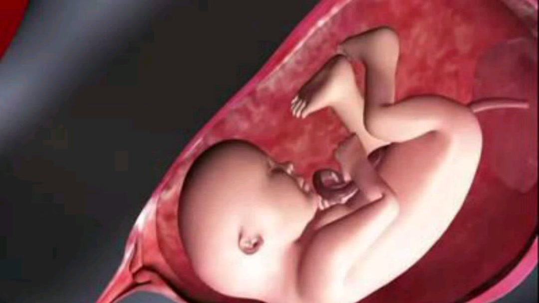 生命的诞生的过程