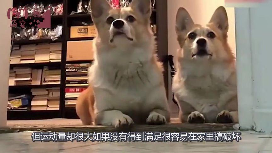 盘点五种最难养的狗,第一名除非家里有矿否则真的养不起!