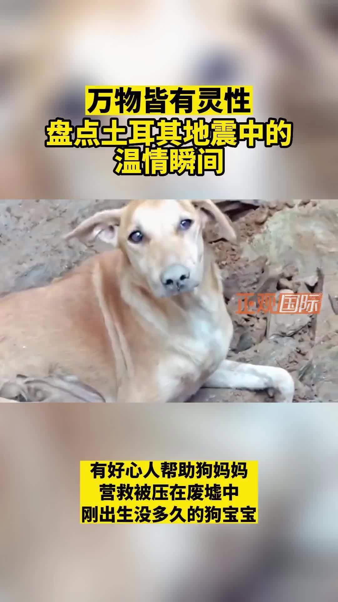 视频|万物皆有灵性,盘点土耳其地震中的温情瞬间