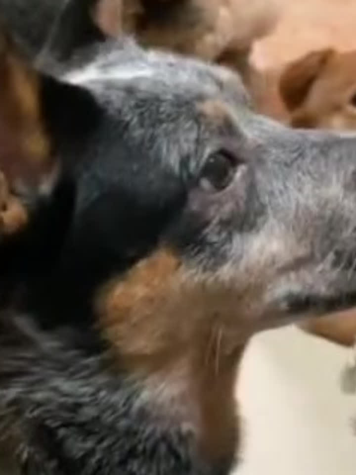 狗狗跟小孩一样,是要教的