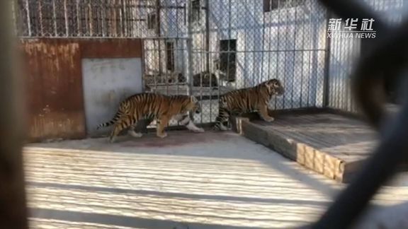东北虎豹国家公园管理局野生动物救护中心正式成立