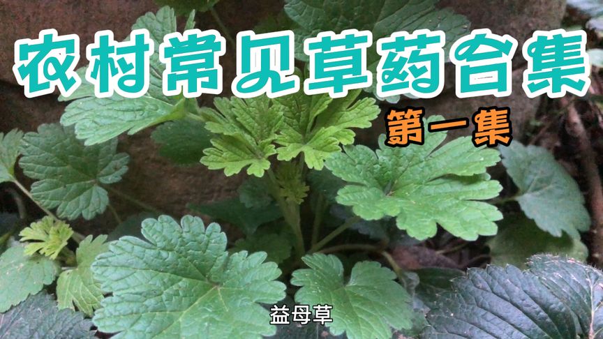 50种农村常见草药都是宝贝,看看你认识几种