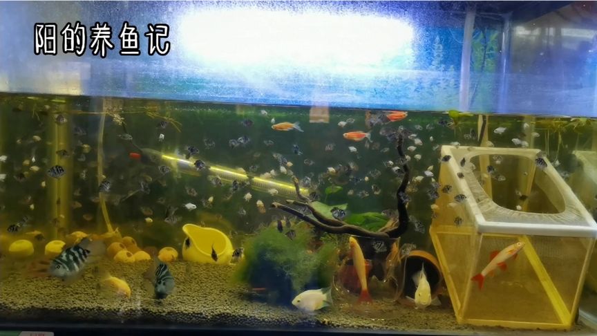 隔离网的塑料吸掉了网子里面的迷你鹦鹉鱼全跑出来,这是不是暴缸