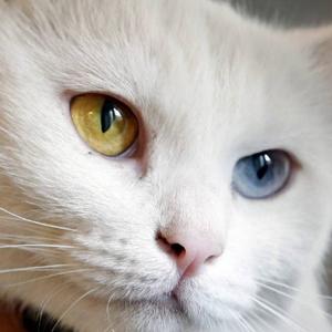 肥猫看史 
