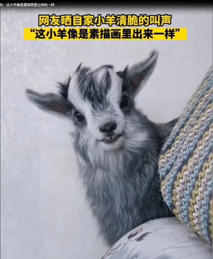 网友晒自家小羊清脆叫声,网友:这小羊像是素描画里出来的一样