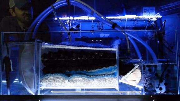 一个高效的鱼缸底滤系统,供鱼友参考