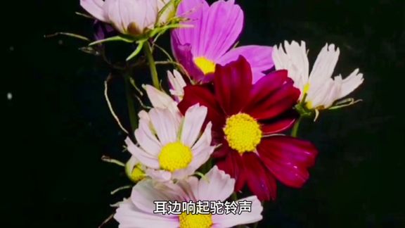 降央卓玛《驼铃》。送战友,踏征程,默默无语两眼泪…