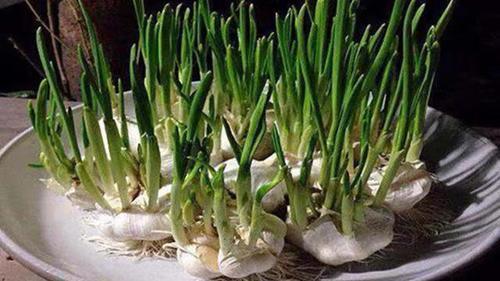 才发现,水培大蒜的方法居然这么简单,学会天天吃新鲜蒜苗,学学