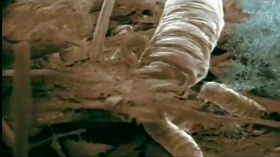 专家利用苍蝇判断的死亡时间,比法医还厉害 不过蛆虫实在太多