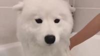 主人给家里宠物狗洗澡, 小家伙真乖啊太可爱了
