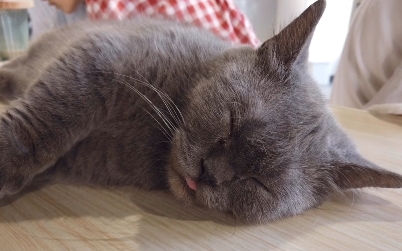 猫咪咖啡馆 喵星人安逸的世界