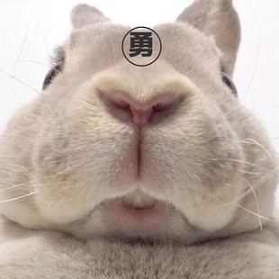 马马的茶 