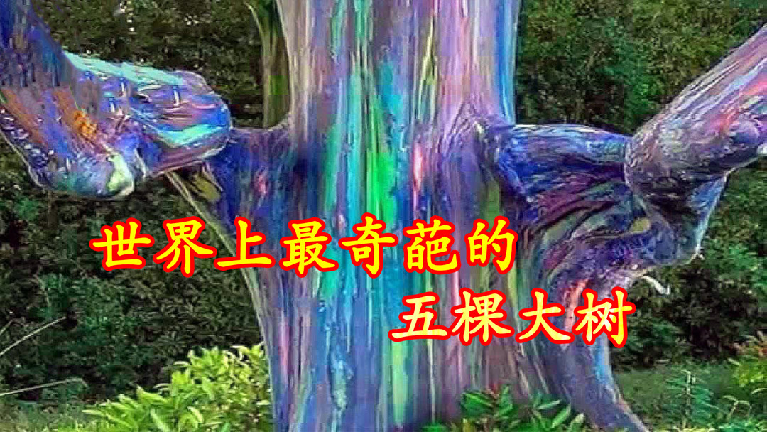 世界上最奇葩的无可大树:你见过会流血的树吗?还是“血竭”呢!