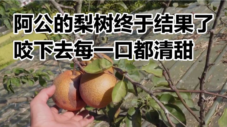 阿公的梨树终于结果了,咬下去每一口都清甜