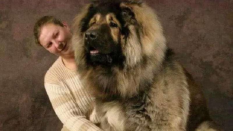真正的犬中之王!藏獒在它面前都撑不过三分钟,却沦为女生宠物