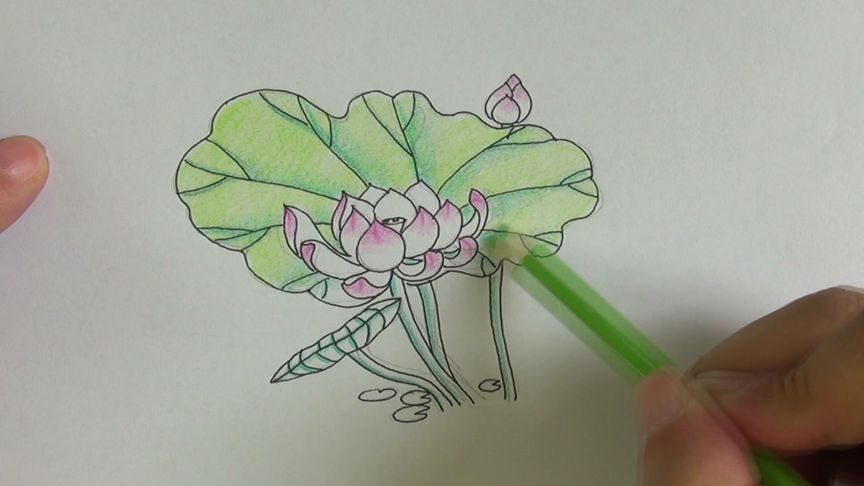 简笔画教程|构图色彩完美的一幅荷花图送给大家