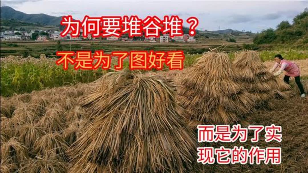 稻谷为何要堆起来?不是为了图好看,而是为了实现它的作用