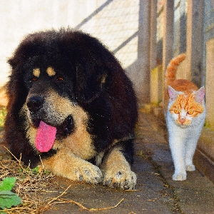 黄桃的伙伴们 