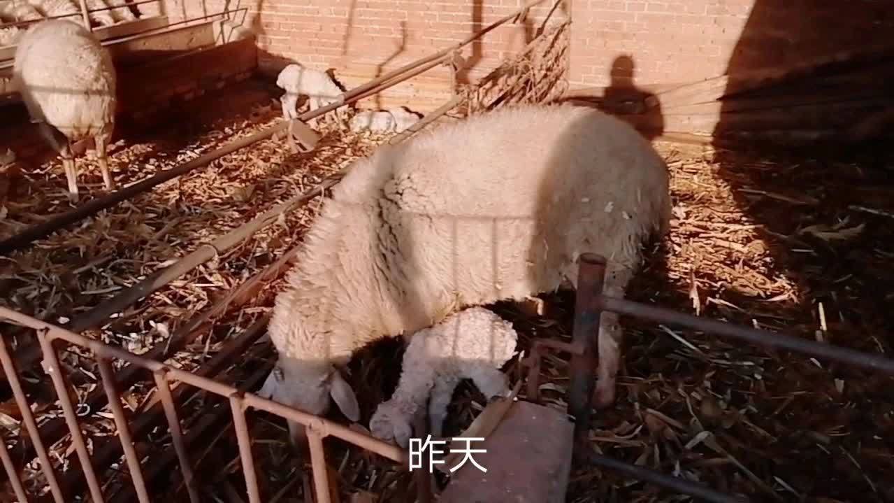 头胎产羔羊注射了消炎药,小羊羔有点软瘫灌服药物治疗