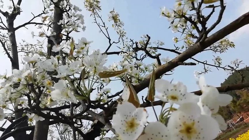 #春天你好 #万物生长 梨花开。