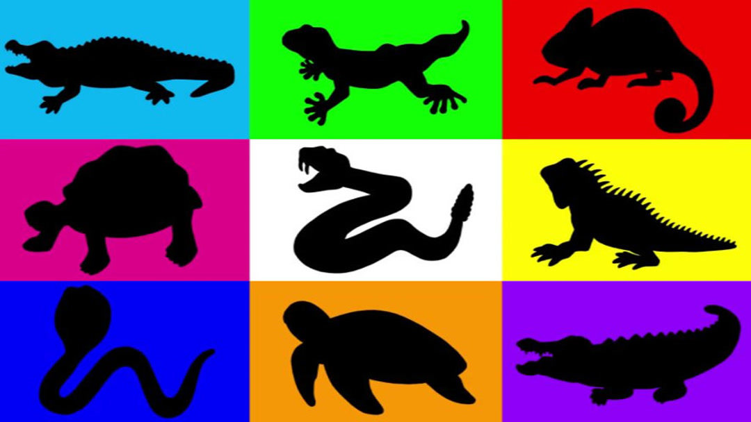 学习认识眼镜蛇鳄鱼等9种爬行动物