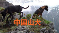 中国最强的猎犬,成年时斗赢过藏獒,身价高昂