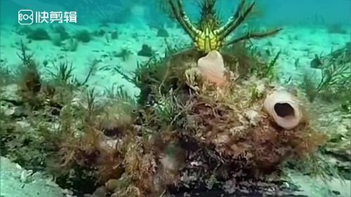 上热门海洋生物海底世界神奇动物一起看看海底世界
