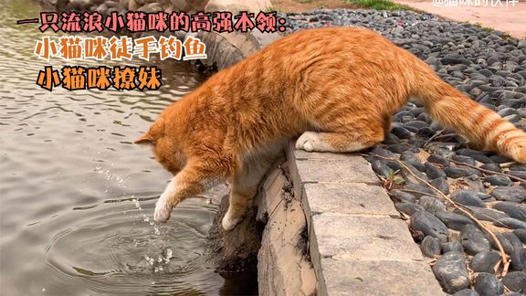 一只流浪小猫咪皇英俊的一天:撒撒娇、撩撩小母猫、徒手捉小鱼!