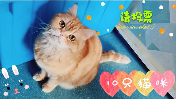各猫入各眼,10只可爱超萌小猫咪,你喜欢哪一只?投票!