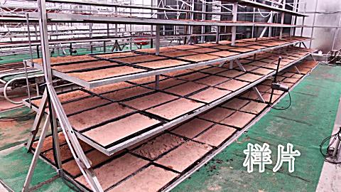 全自动水稻育秧播种流水线