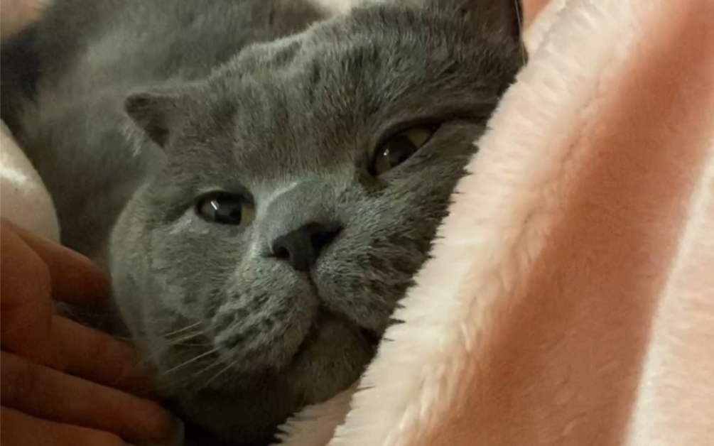 谁能拒绝一只会撒娇的小猫咪呢