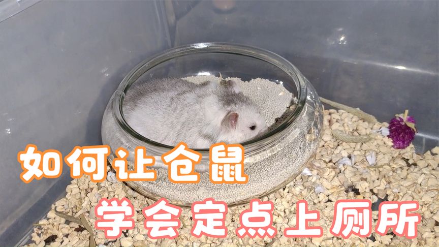 如何让仓鼠定点上厕所~赶紧转发给自己的小伙伴吧