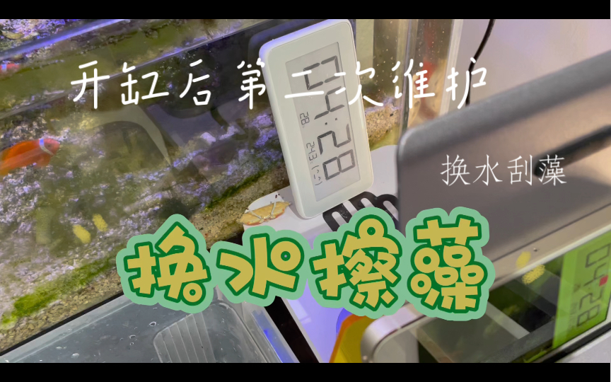 从开缸到现在的第二次维护(有直播记录)