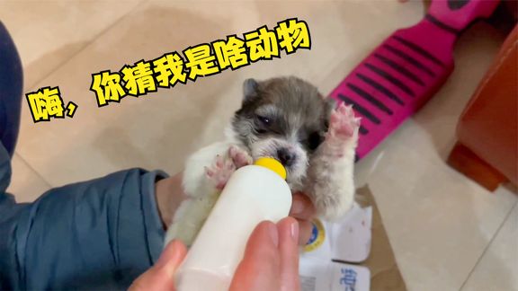 捡来的两只小奶狗越长大越可爱,小的像小浣熊,大的像北极熊