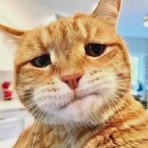 社会老猫搞娱乐 