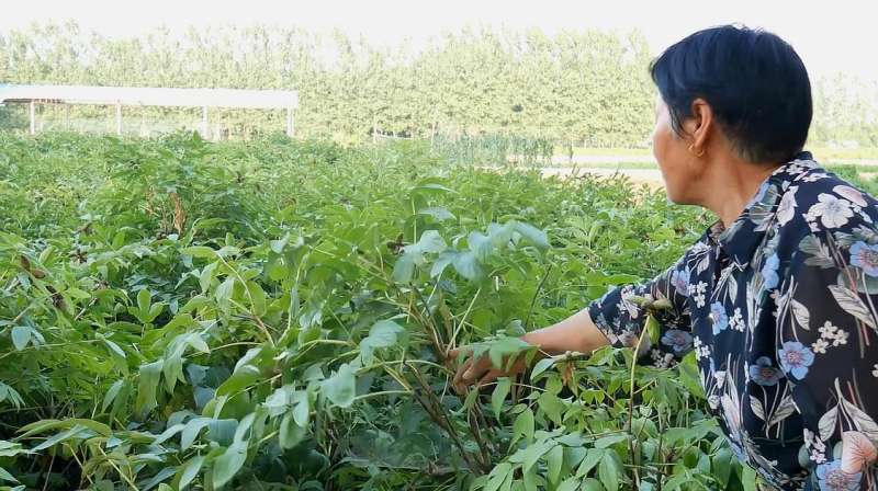 安徽农村种植的一种庄稼为何现在已经卖不掉了?听听老人怎么说