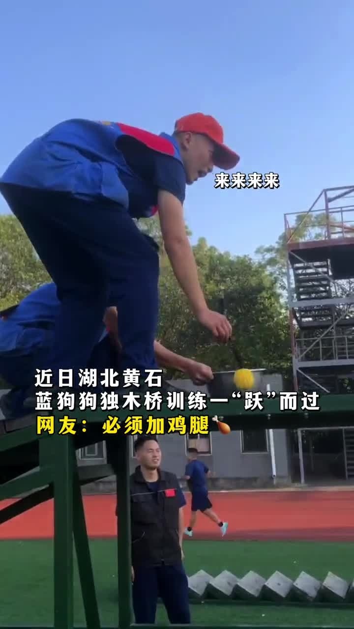 搜救犬是怎么练成的?网友:靠加鸡腿!