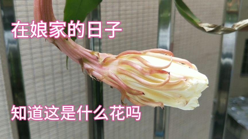 养了几年的昙花一直未见真容,今天终于看到了,真不愧是月下美人