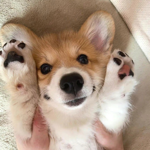 泡泡茶壶略略略 