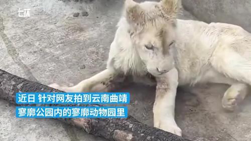 ...一公园内白狮腿部溃烂难站立?知情人:被同笼舍动物抓伤,已经药物处理