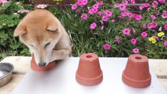 主人测试柴犬智商,谁说柴犬很聪明的?