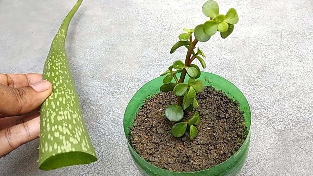 教你如何种植花草植物,这样做成活率更高!