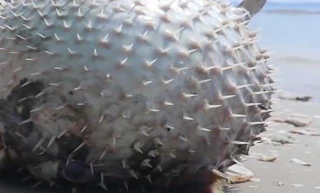 世界上最爱生气的动物!圆鼓鼓的像气球一样,难道不会爆炸吗