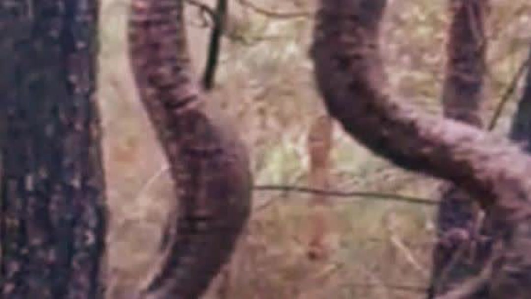 安徽诡异事件!真实巨蟒飞天渡劫被闪电击中,画面挺吓人的