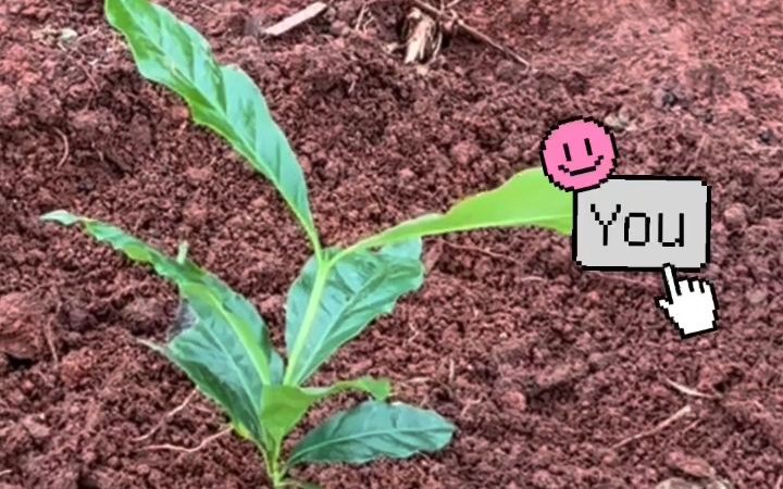 产区vlog|第一次看到咖啡树的小苗啊!请一定要好好长大哦～