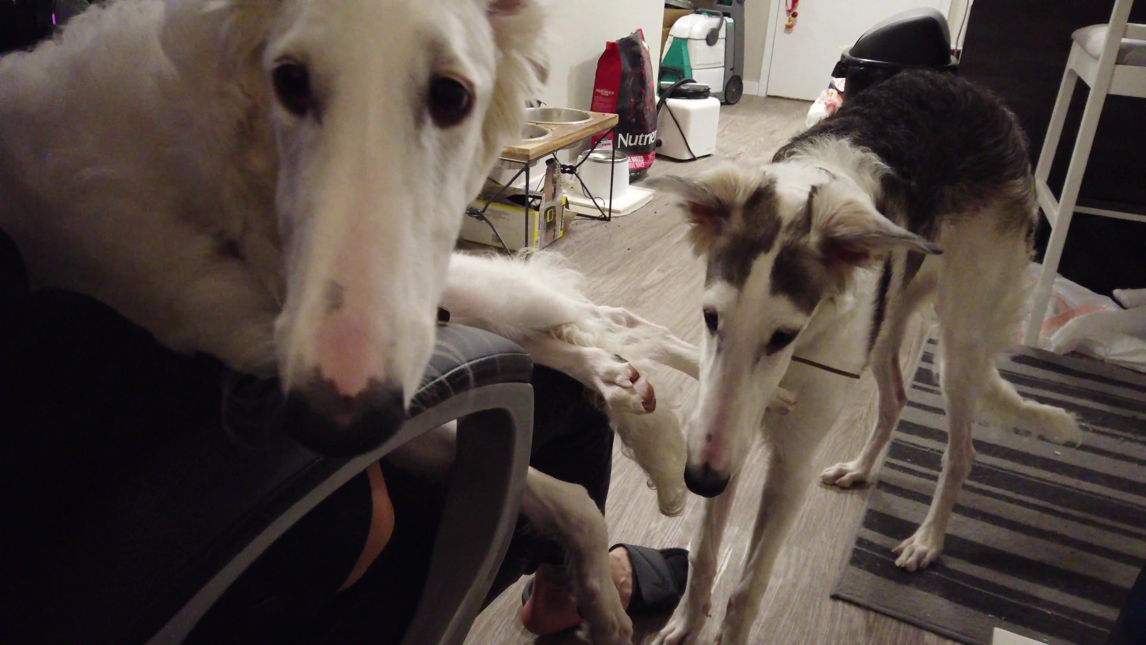 [Borzoi/苏俄猎狼犬]狗之大,两只抱不下,就得打一架。